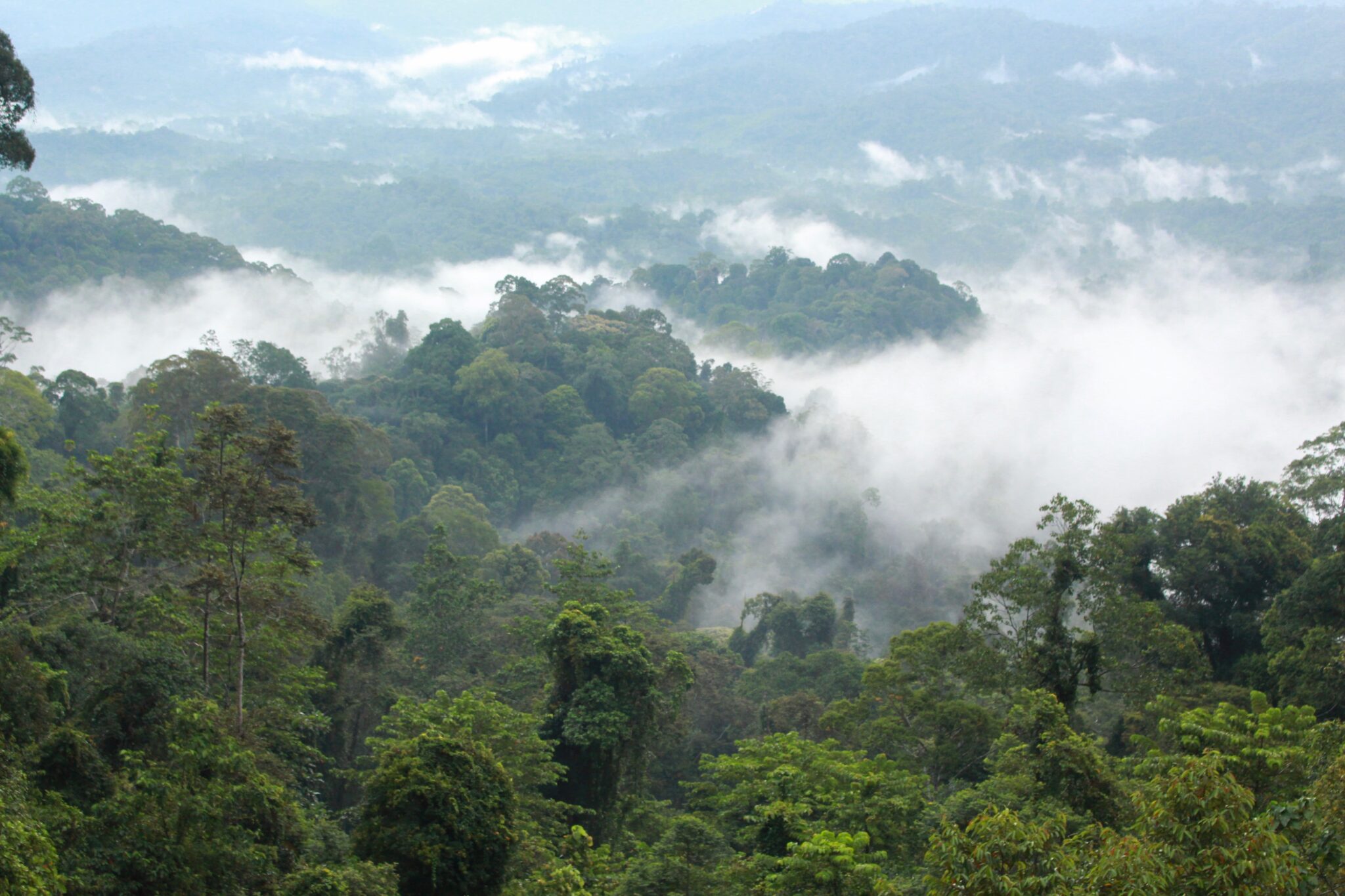 Ecological survey kicks off in Baram communities - The Borneo Project